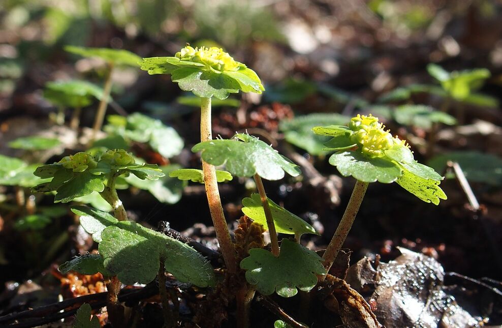 Spring wildlife gallery | Warwickshire Wildlife Trust