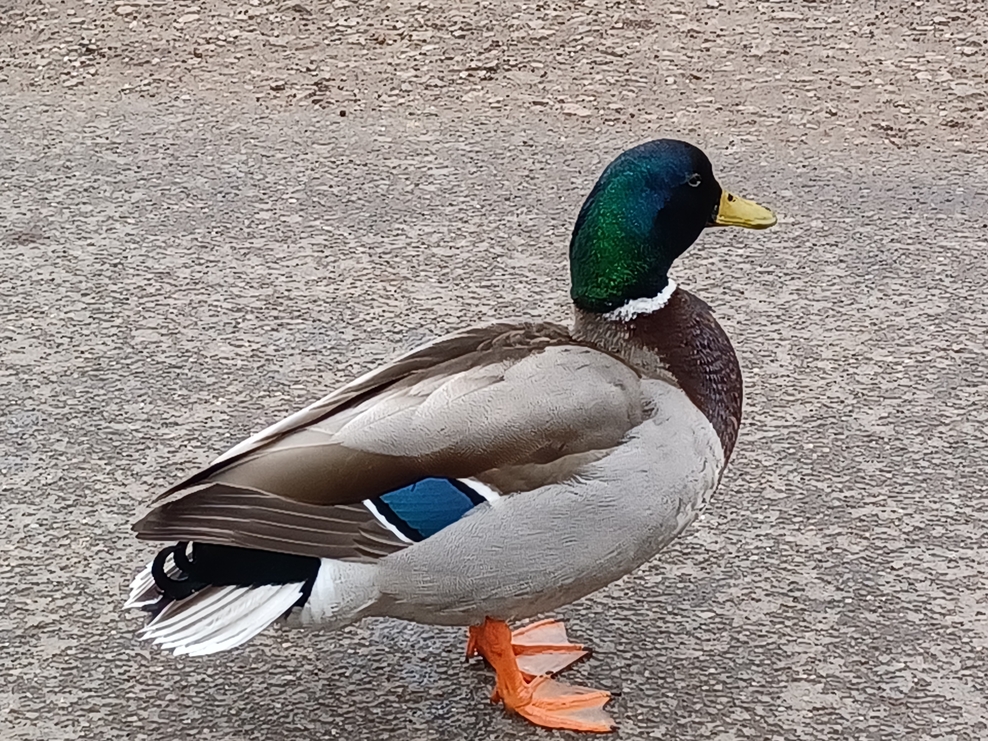 Spring wildlife gallery | Warwickshire Wildlife Trust