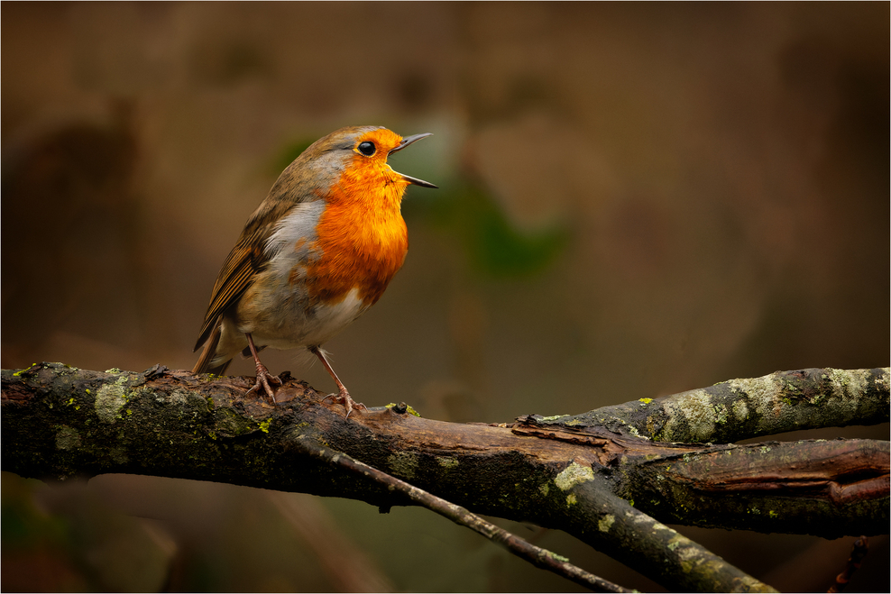 Spring wildlife gallery | Warwickshire Wildlife Trust