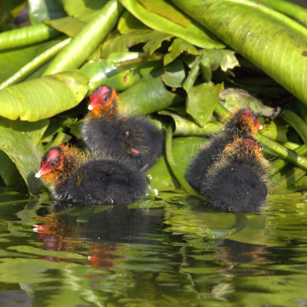 Ducklings and spring flowers: New wildlife gallery | Warwickshire ...