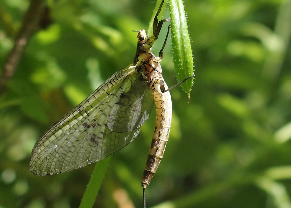 Dazzling demoiselles: New Wildlife Gallery | Warwickshire Wildlife Trust