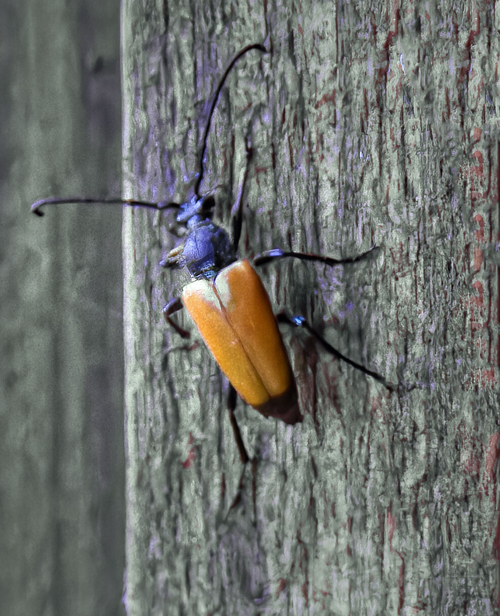 Kingfishers, moths and mammals: New wildlife gallery | Warwickshire ...