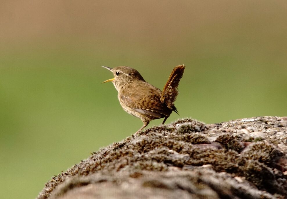 Kingfishers, moths and mammals: New wildlife gallery | Warwickshire ...