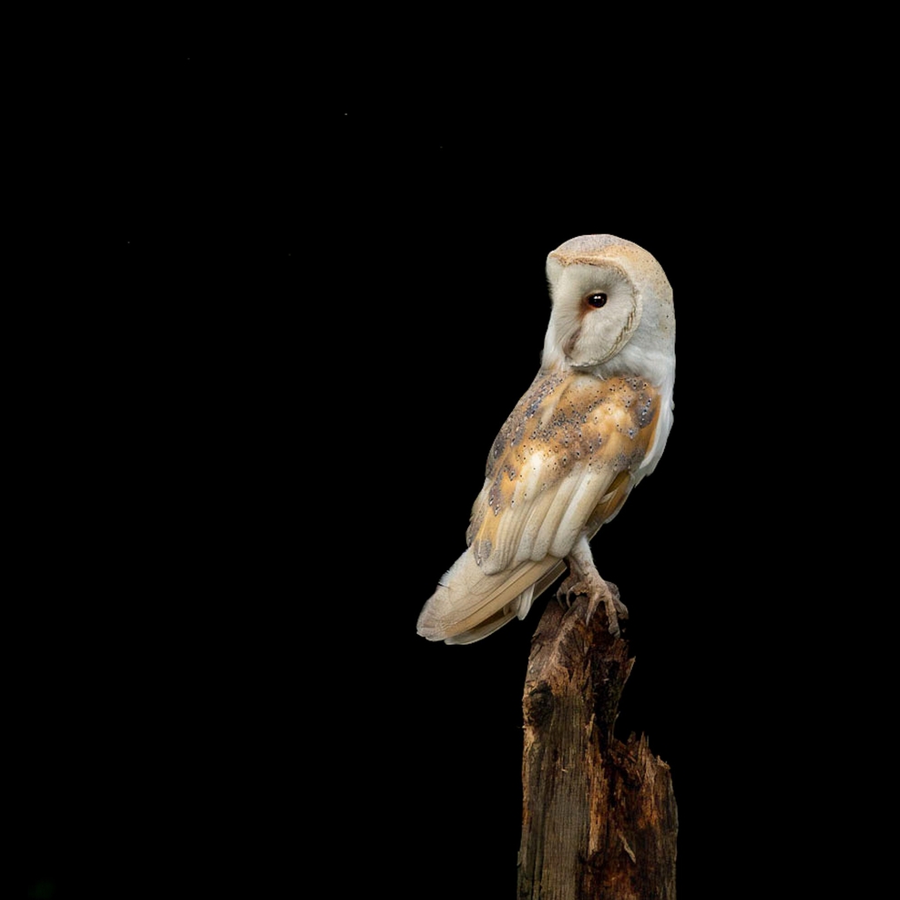 Barn owls, butterflies and hares: New wildlife gallery | Warwickshire ...