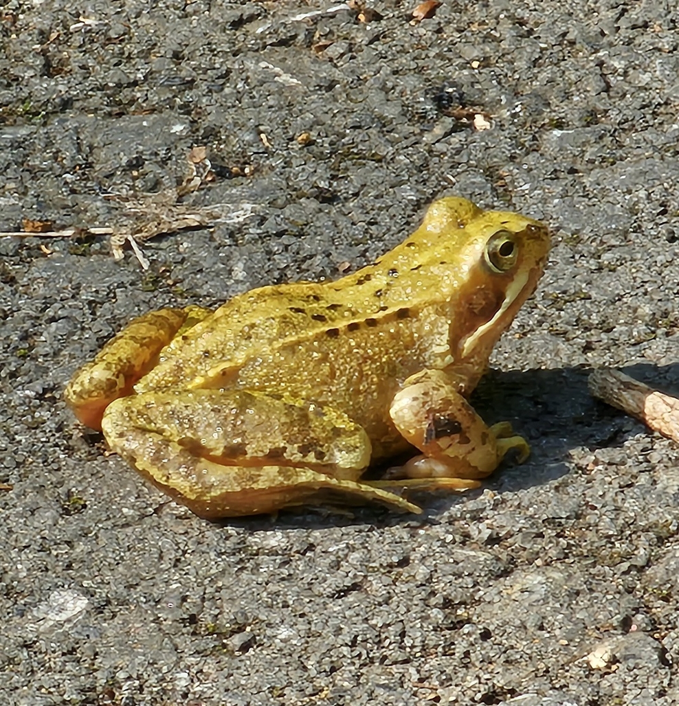 Barn owls, butterflies and hares: New wildlife gallery | Warwickshire ...