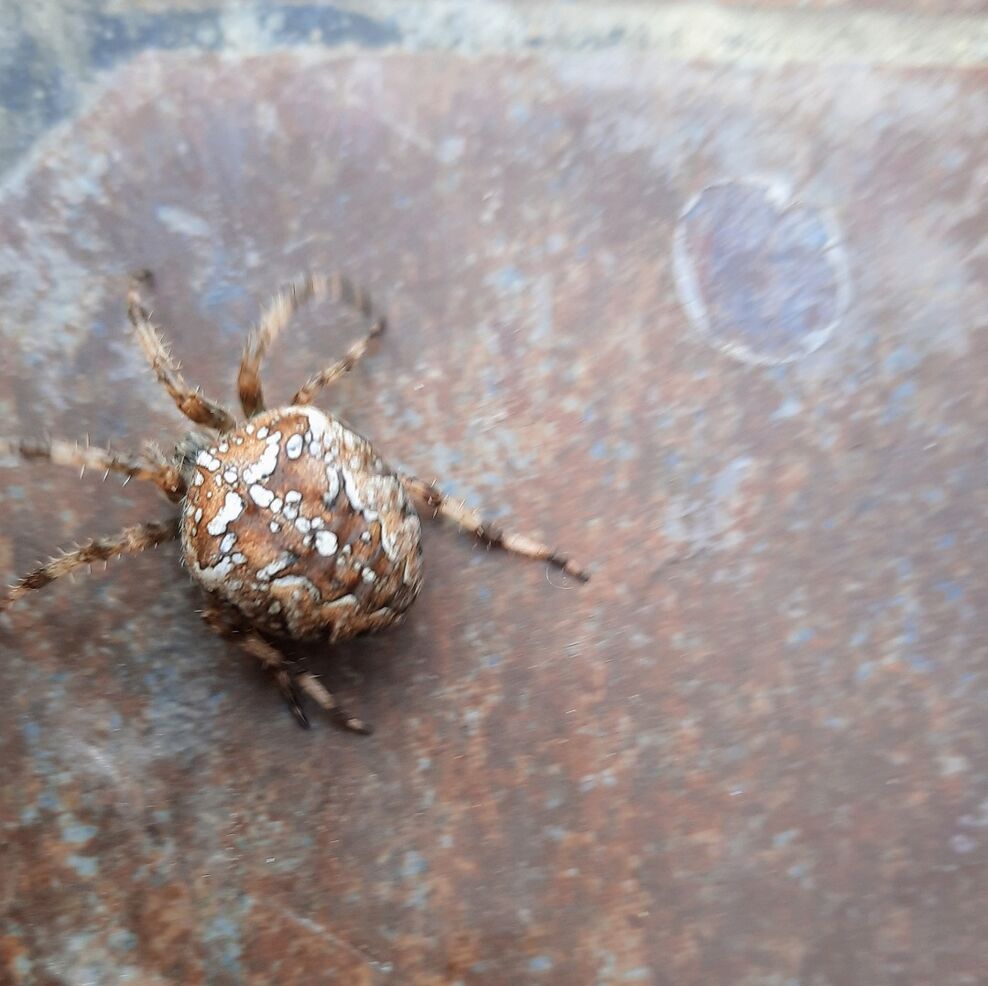 Barn owls, butterflies and hares: New wildlife gallery | Warwickshire ...