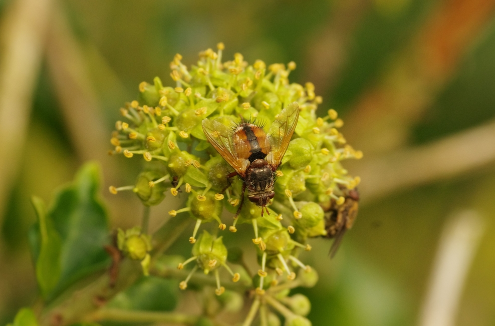 Barn owls, butterflies and hares: New wildlife gallery | Warwickshire ...