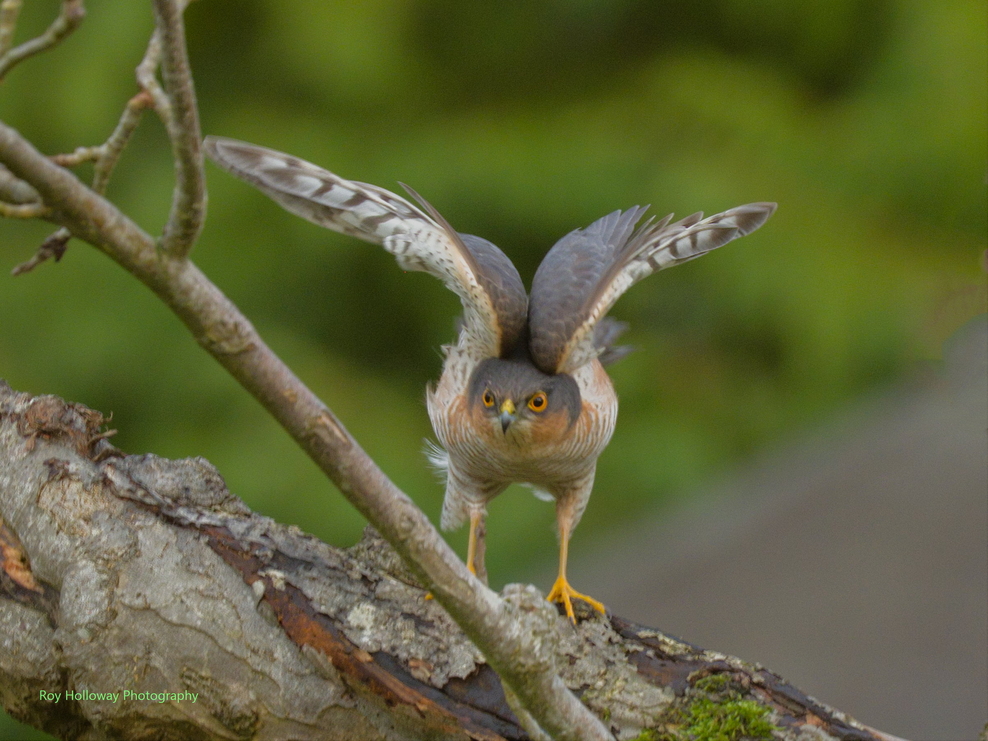January wildlife gallery | Warwickshire Wildlife Trust