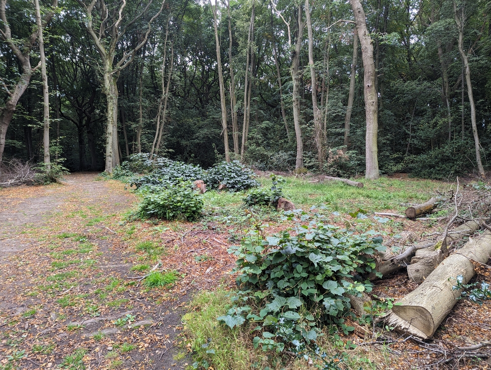 Piles Coppice | Warwickshire Wildlife Trust