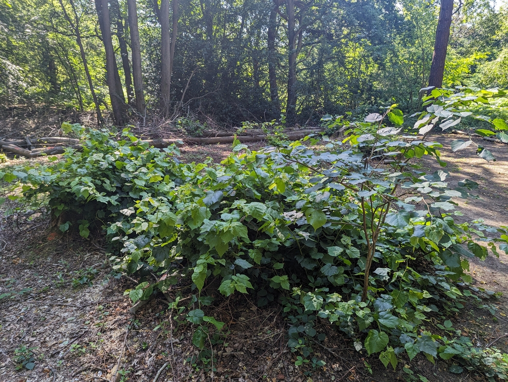 Piles Coppice | Warwickshire Wildlife Trust