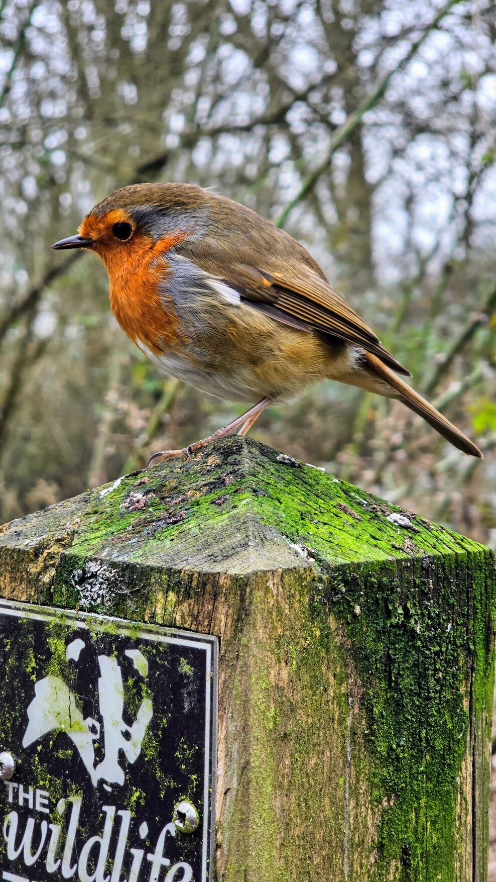 February wildlife gallery | Warwickshire Wildlife Trust