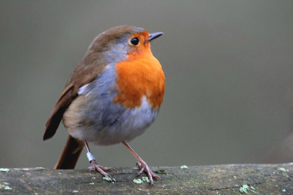 February wildlife gallery | Warwickshire Wildlife Trust