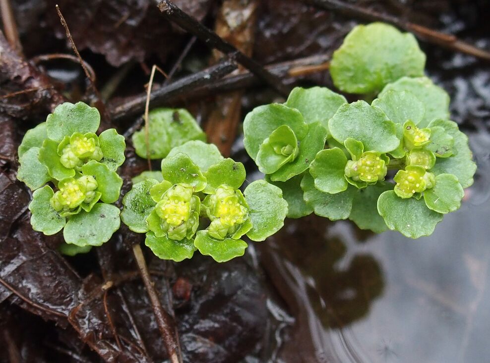 March wildlife gallery | Warwickshire Wildlife Trust
