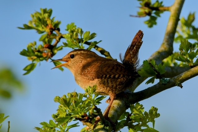 April wildlife gallery | Warwickshire Wildlife Trust
