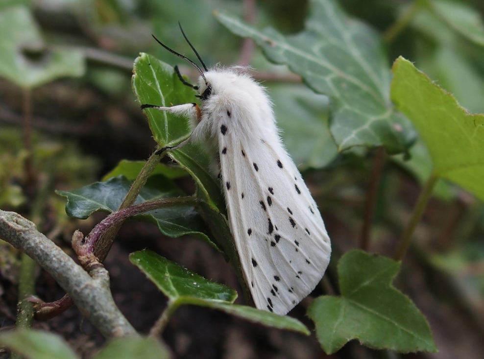 May wildlife gallery | Warwickshire Wildlife Trust