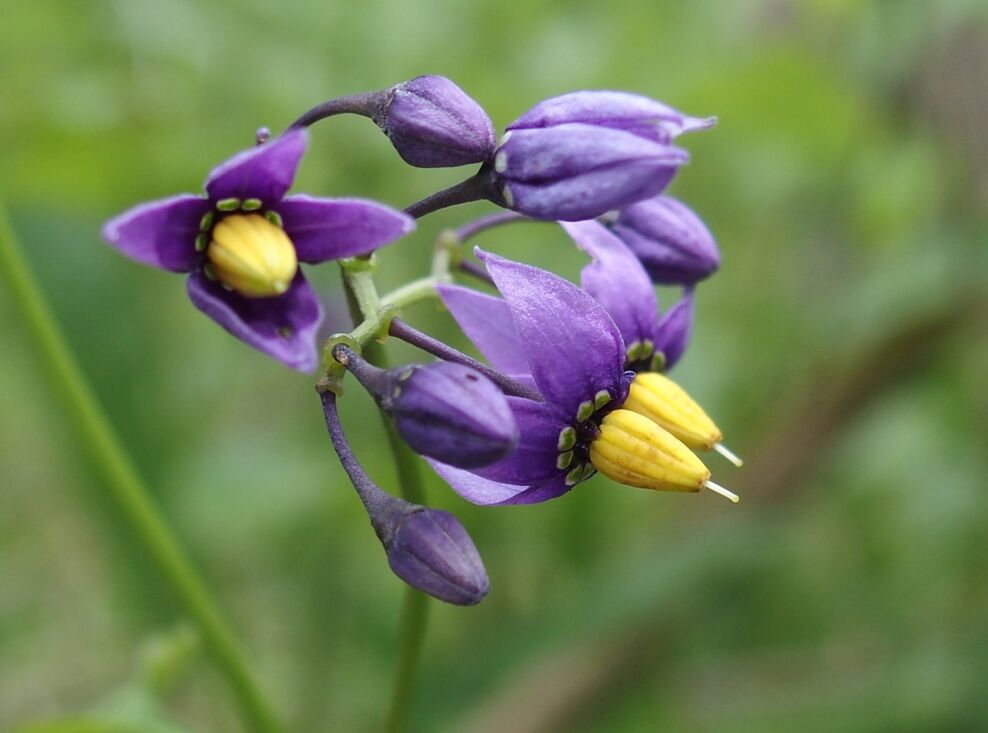 July wildlife gallery | Warwickshire Wildlife Trust