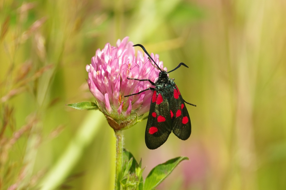 August Wildlife Gallery | Warwickshire Wildlife Trust