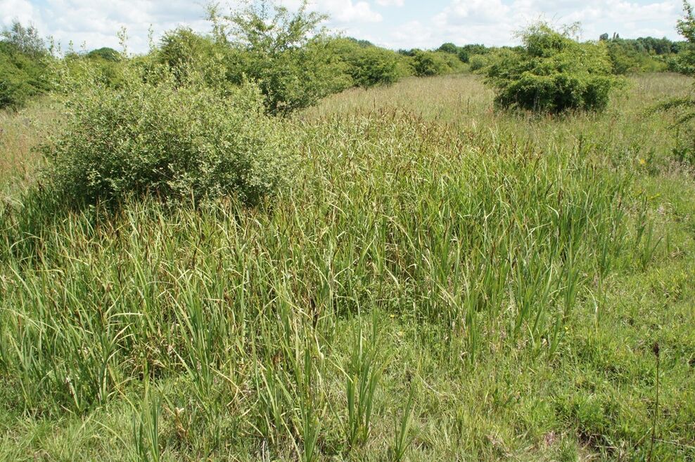 Sheep Field and Clayhill Lane | Warwickshire Wildlife Trust