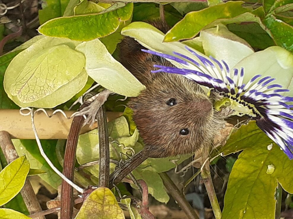 October Wildlife Gallery | Warwickshire Wildlife Trust
