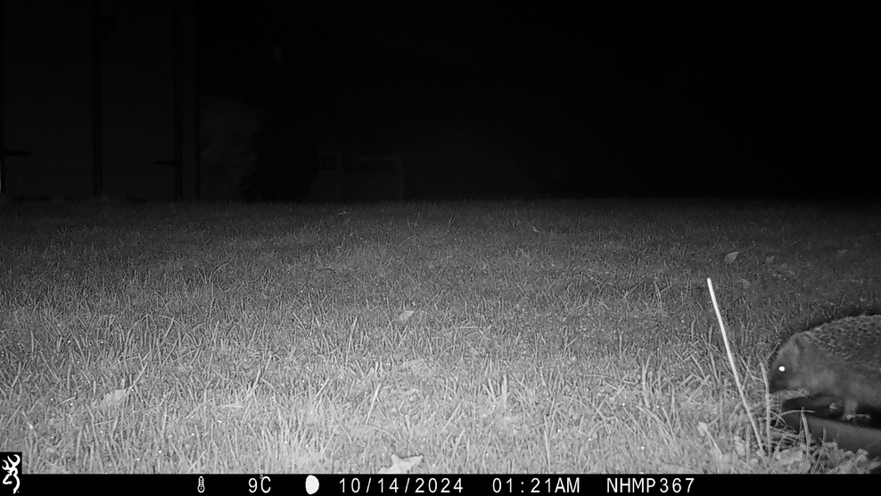 Warwickshire Wildlife Trust takes part in National Hedgehog Monitoring ...