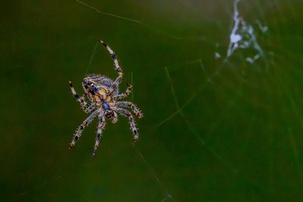 November Wildlife Gallery | Warwickshire Wildlife Trust