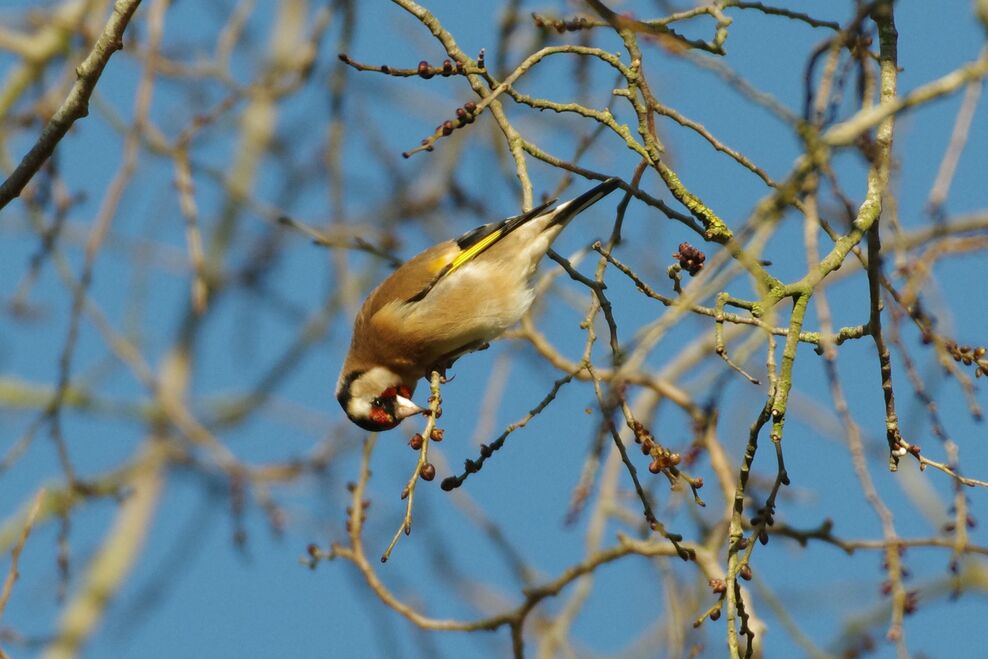 Wildlife Gallery | Warwickshire Wildlife Trust