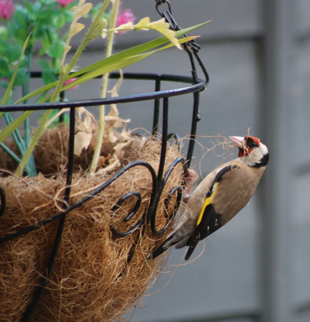 August wildlife gallery | Warwickshire Wildlife Trust