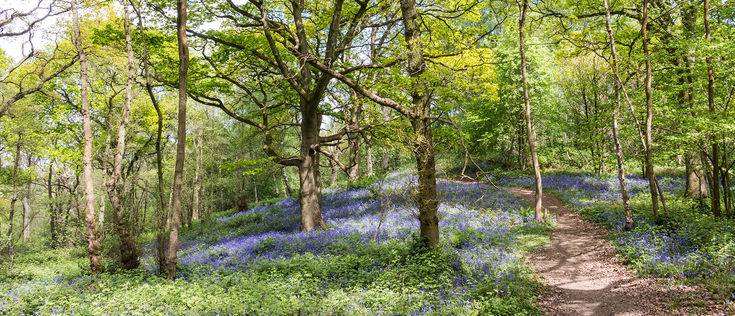 Rough Hill Wood | Warwickshire Wildlife Trust