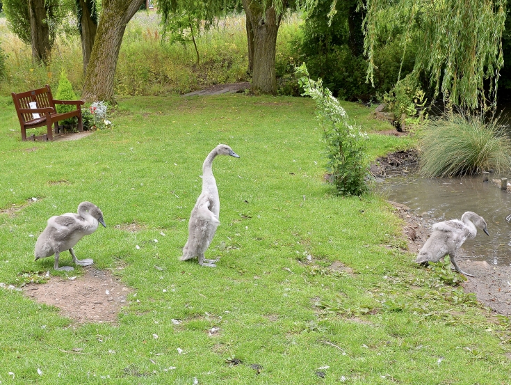 Wildlife photos from Nature News readers | Warwickshire Wildlife Trust