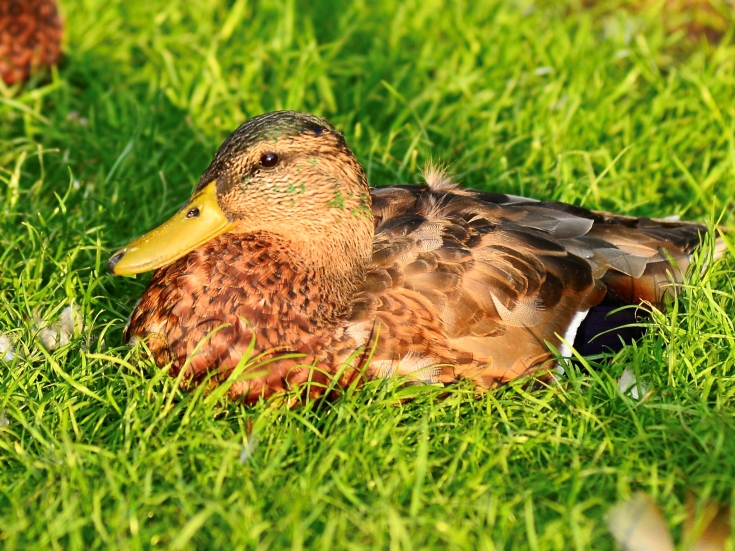 Latest Gallery from Nature News readers | Warwickshire Wildlife Trust