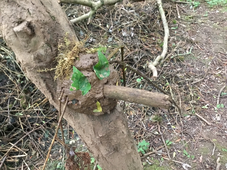 Magical Forest | Warwickshire Wildlife Trust