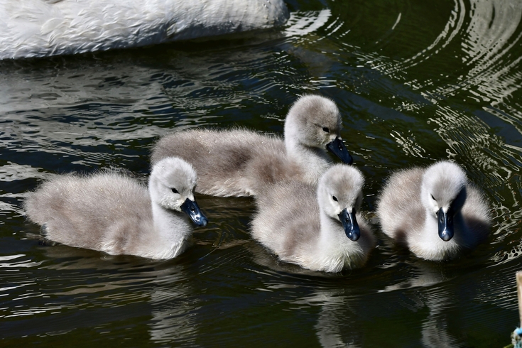 Photo competition - Nature's Recovery | Warwickshire Wildlife Trust