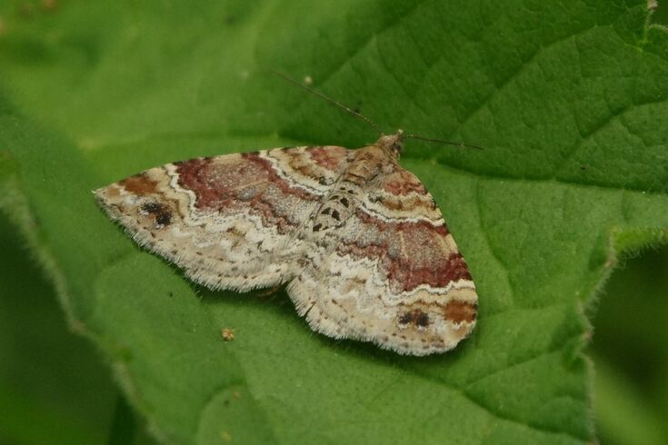 Butterflies and bees: new wildlife gallery | Warwickshire Wildlife Trust