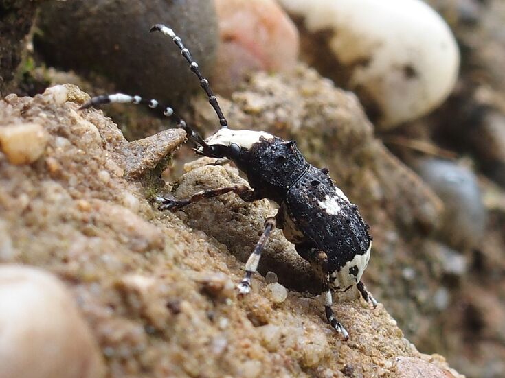 Butterflies and orchids: new wildlife gallery | Warwickshire Wildlife Trust