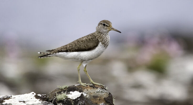 Wading into autumn | Warwickshire Wildlife Trust