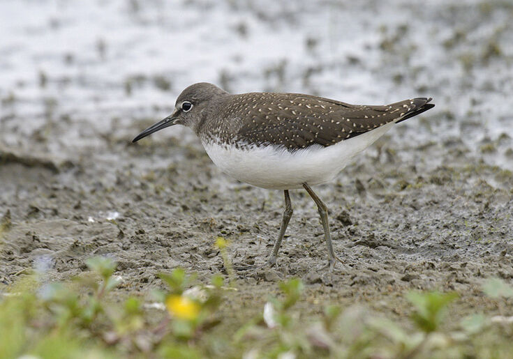 Wading into autumn | Warwickshire Wildlife Trust