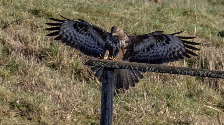 Brilliant birds: New wildlife gallery | Warwickshire Wildlife Trust