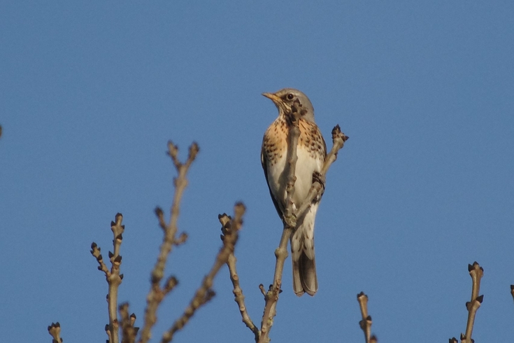 Brilliant birds: New wildlife gallery | Warwickshire Wildlife Trust