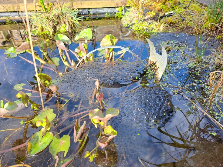 Spring wildlife gallery | Warwickshire Wildlife Trust