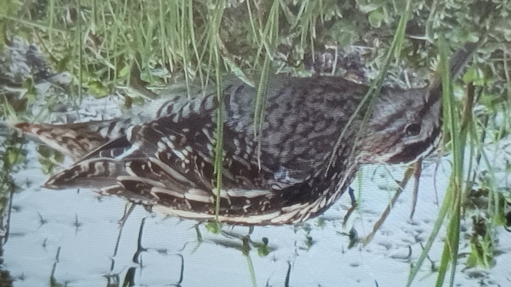 Spring wildlife gallery | Warwickshire Wildlife Trust