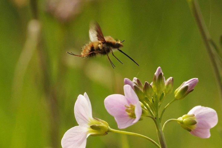 Ducklings and spring flowers: New wildlife gallery | Warwickshire ...