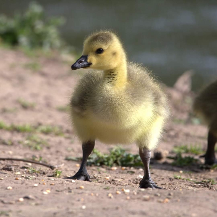 Ducklings and spring flowers: New wildlife gallery | Warwickshire ...