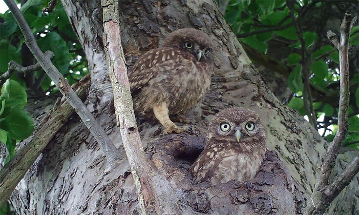 Barn owls, butterflies and hares: New wildlife gallery | Warwickshire ...