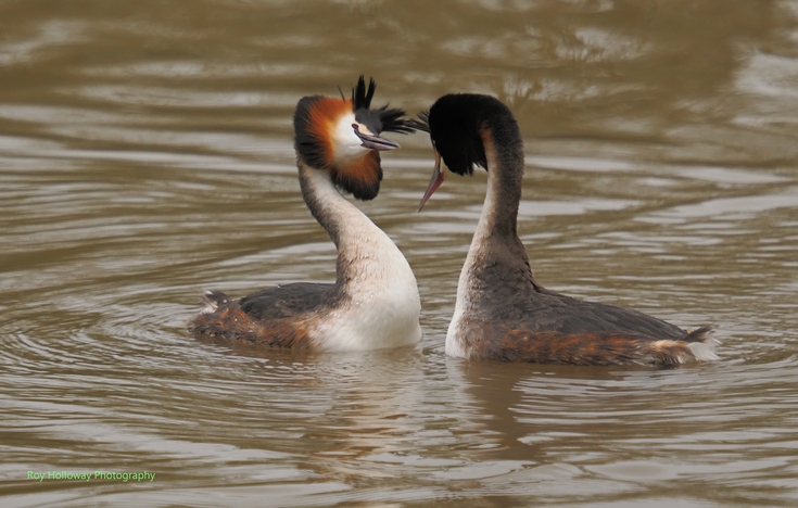 March wildlife gallery | Warwickshire Wildlife Trust
