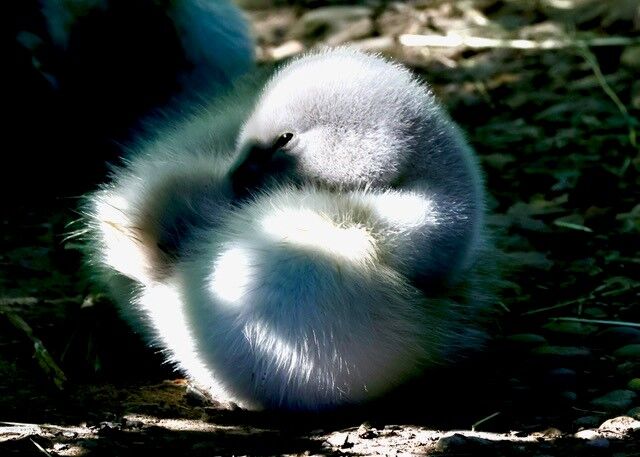 July wildlife gallery | Warwickshire Wildlife Trust