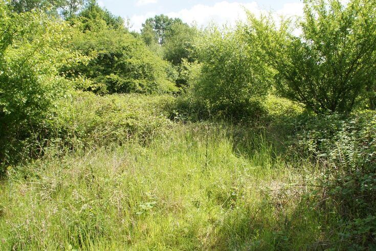 Sheep Field and Clayhill Lane | Warwickshire Wildlife Trust
