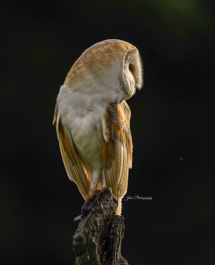 January wildlife gallery | Warwickshire Wildlife Trust