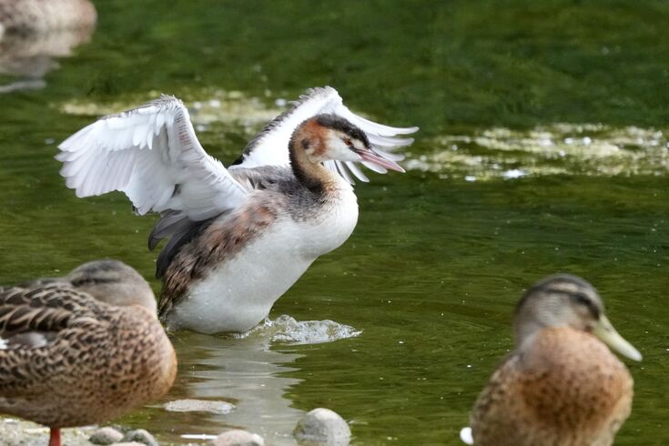 July wildlife gallery | Warwickshire Wildlife Trust