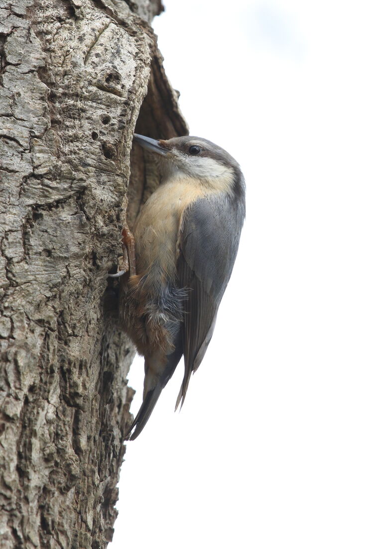 The living dead | Warwickshire Wildlife Trust