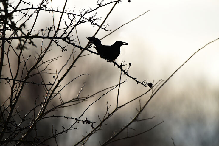 Wildlife and folklore of the humble hedge | Warwickshire Wildlife Trust